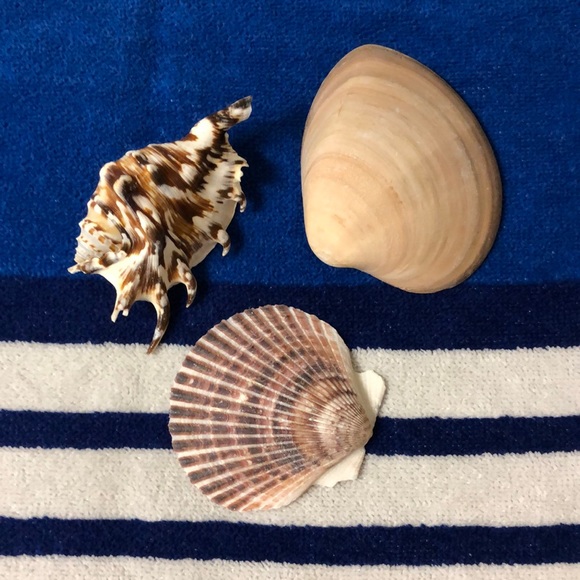 Hand Crafted | Accents | 3 Medium Seashells Lot | Poshmark